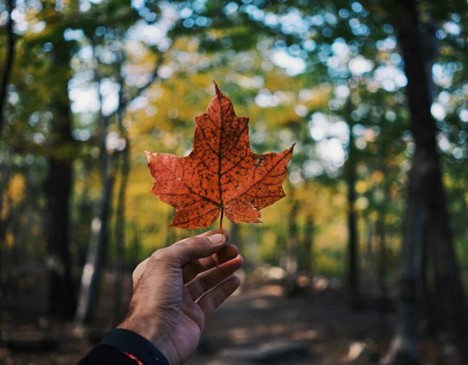 What is a TRV (Temporary Resident Visa)? - Doherty Fultz Immigration